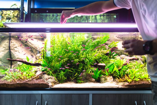 Fish Supplies – Petland Terre Haute, Indiana Pet Store