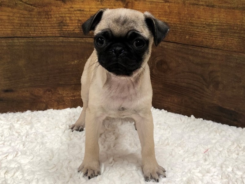 Pug Puppies - Petland Terre Haute, Indiana