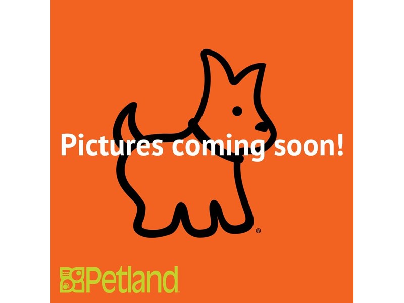 Petland Logo