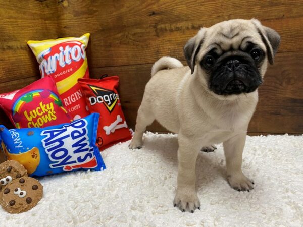 Pug - Petland Terre Haute, Indiana