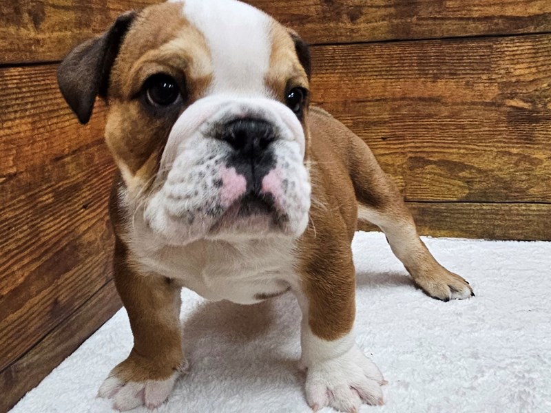 English Bulldog - Petland Terre Haute, Indiana